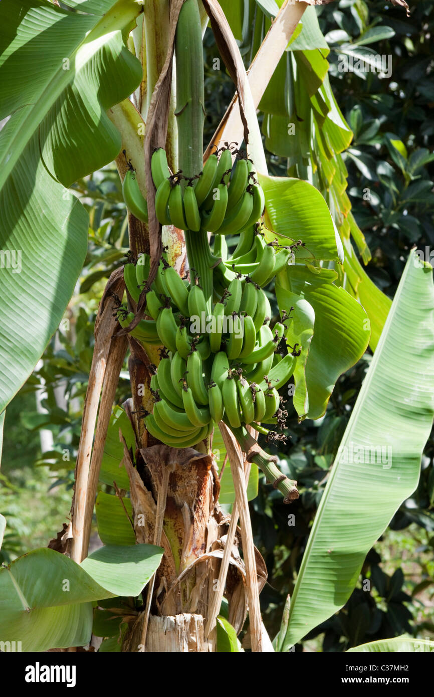 Banana tree, Zanzibar, East Africa Stock Photo - Alamy
