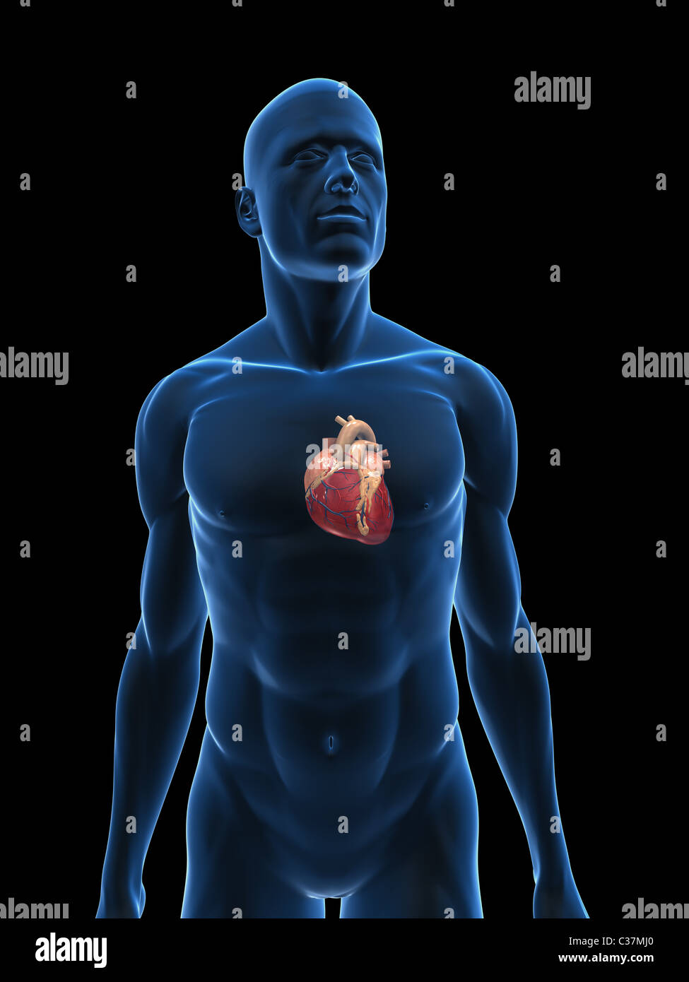 Nerves human heart hi-res stock photography and images - Alamy