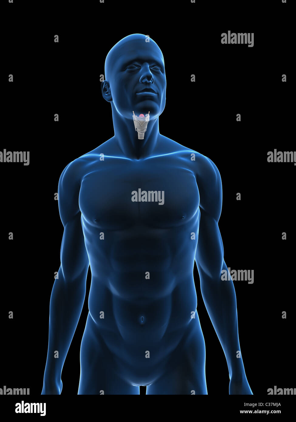 Human larynx hi-res stock photography and images - Alamy