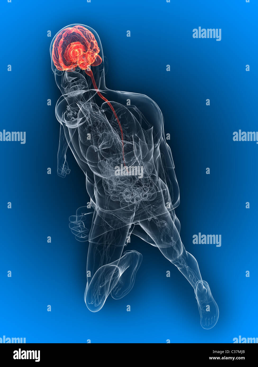 Anatomy man x ray hi-res stock photography and images - Alamy