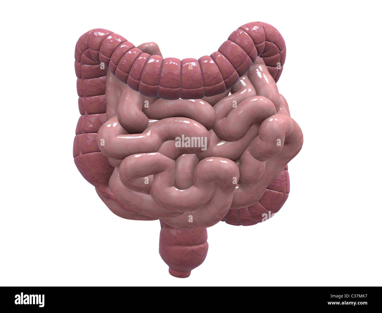 Blue intestines Cut Out Stock Images & Pictures - Alamy