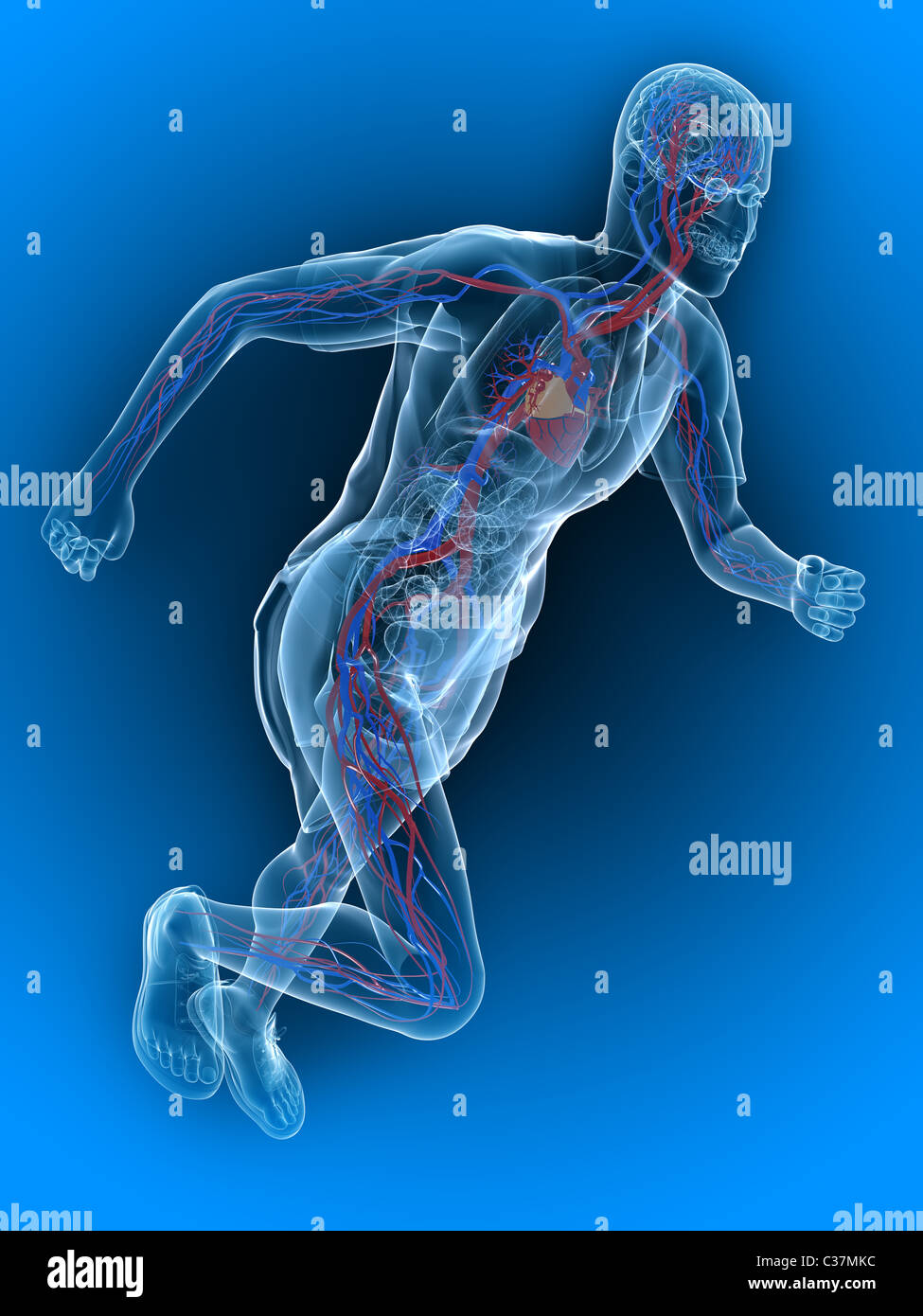 running skeleton - vascular Stock Photo - Alamy