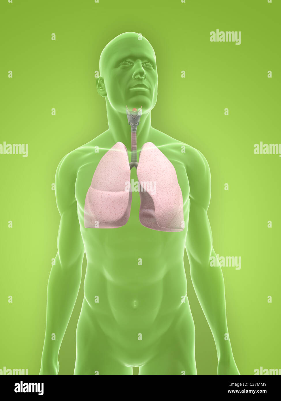 Human influenza hi-res stock photography and images - Alamy