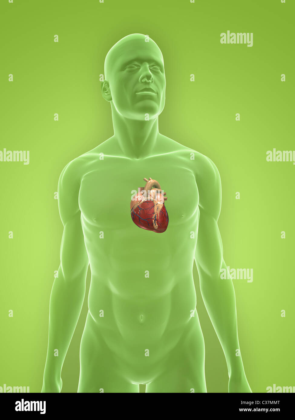 Red human heart hi-res stock photography and images - Alamy