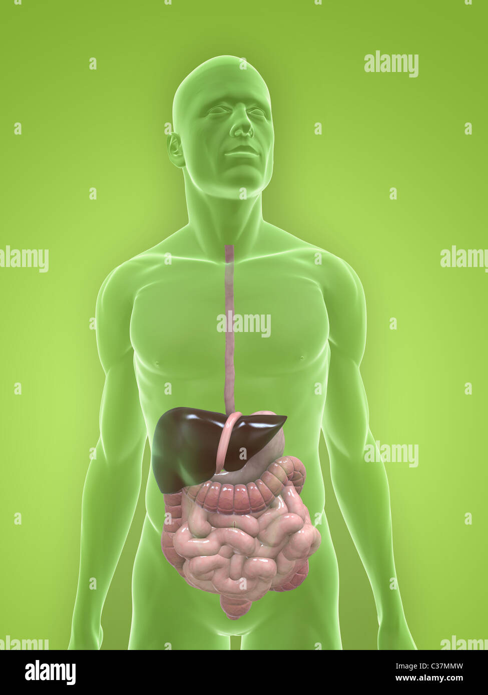 Human digestive system organs hi-res stock photography and images - Alamy