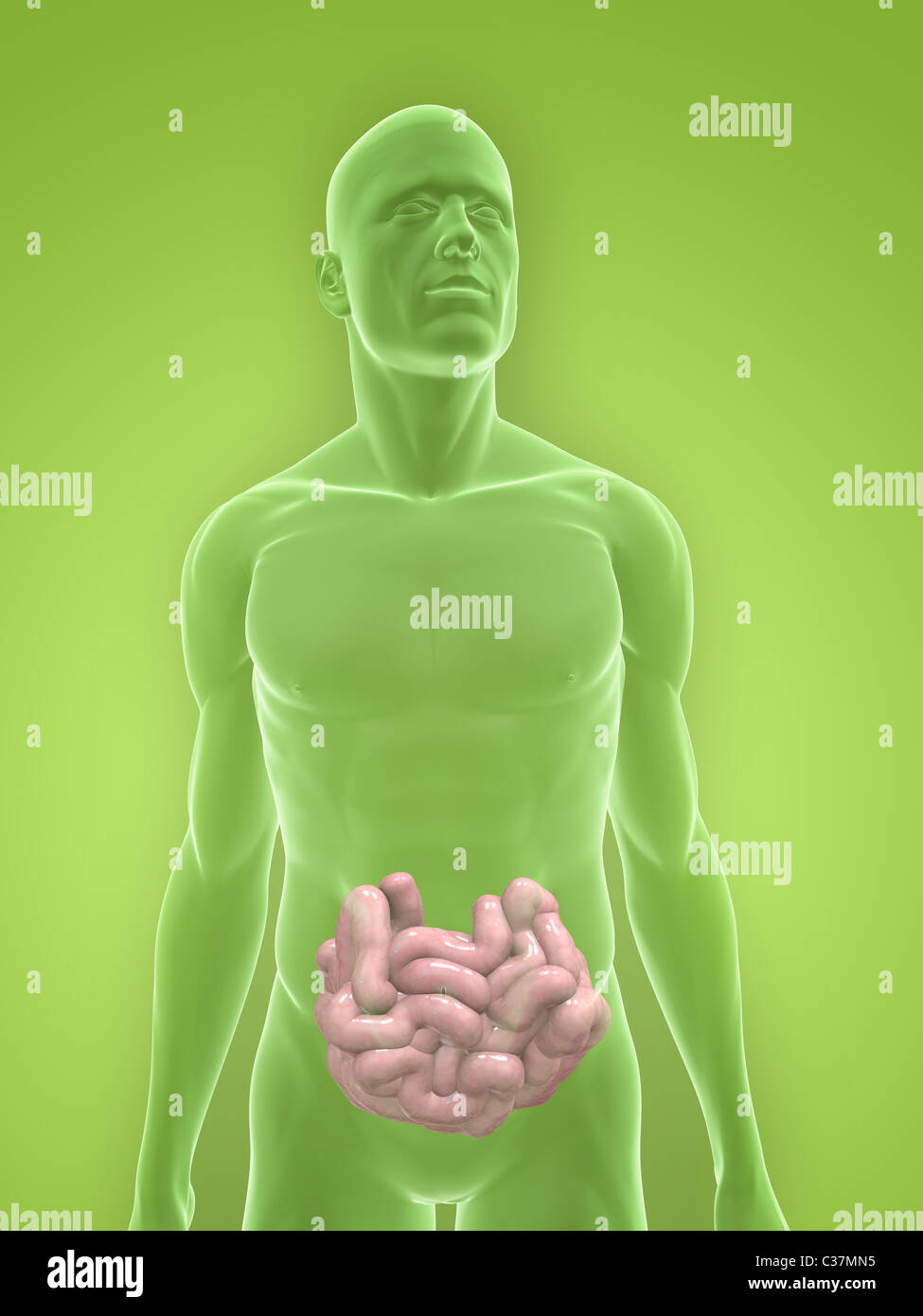 human small intestines Stock Photo - Alamy