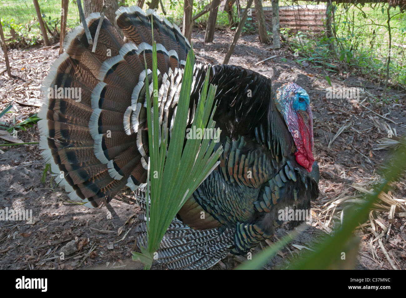 Male Turkey Snood Stock Photos & Male Turkey Snood Stock Images - Alamy