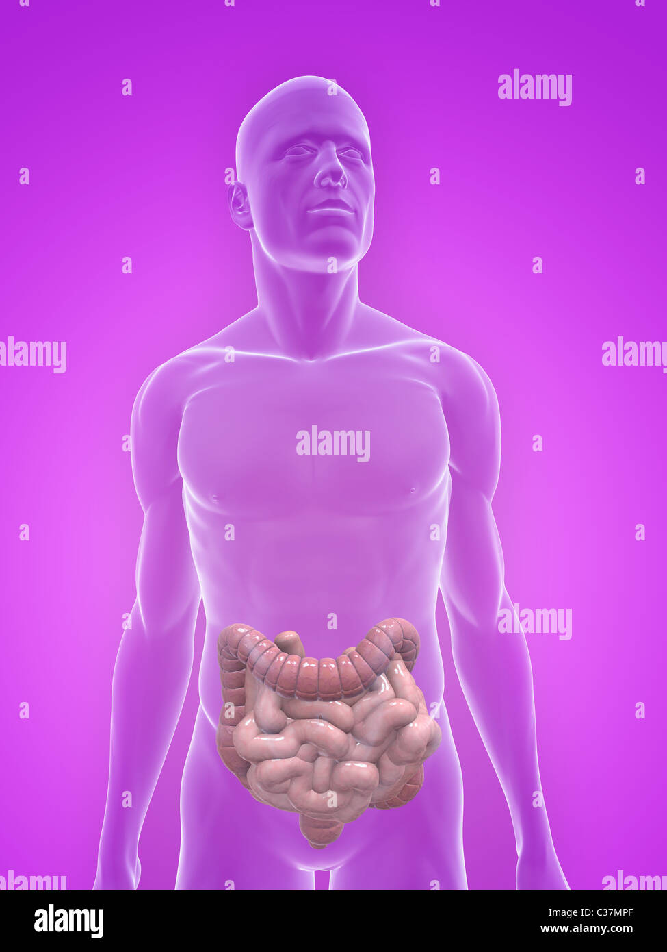 human small intestines and colon Stock Photo - Alamy