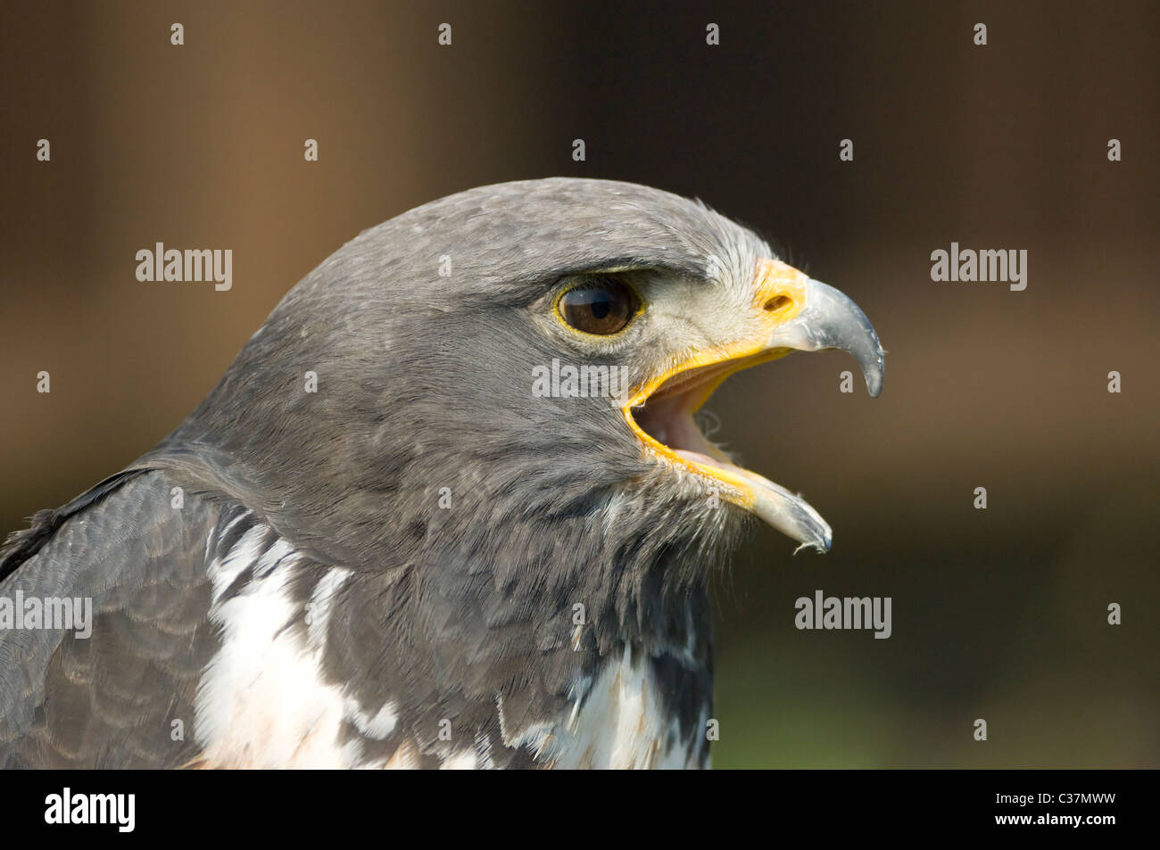 Jackal Buzzard Buteo Rufofuscus High Resolution Stock Photography and ...