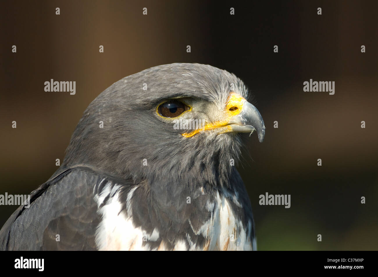 Jackal Buzzard (Buteo rufofuscus Stock Photo - Alamy