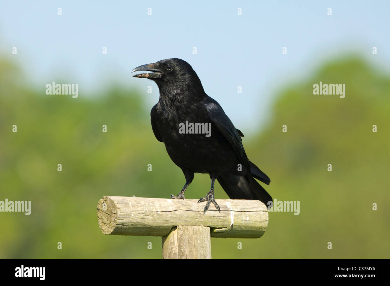 Uk crow hi-res stock photography and images - Alamy