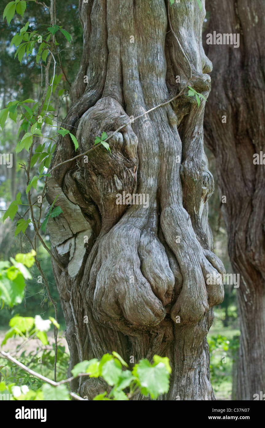 Odd shaped tree trunk hi-res stock photography and images - Alamy