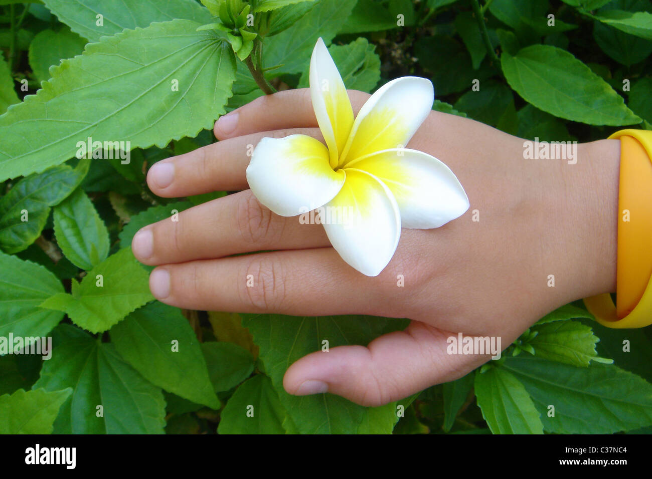 A small child's hand with a flower as a ring, popping through a bush ...