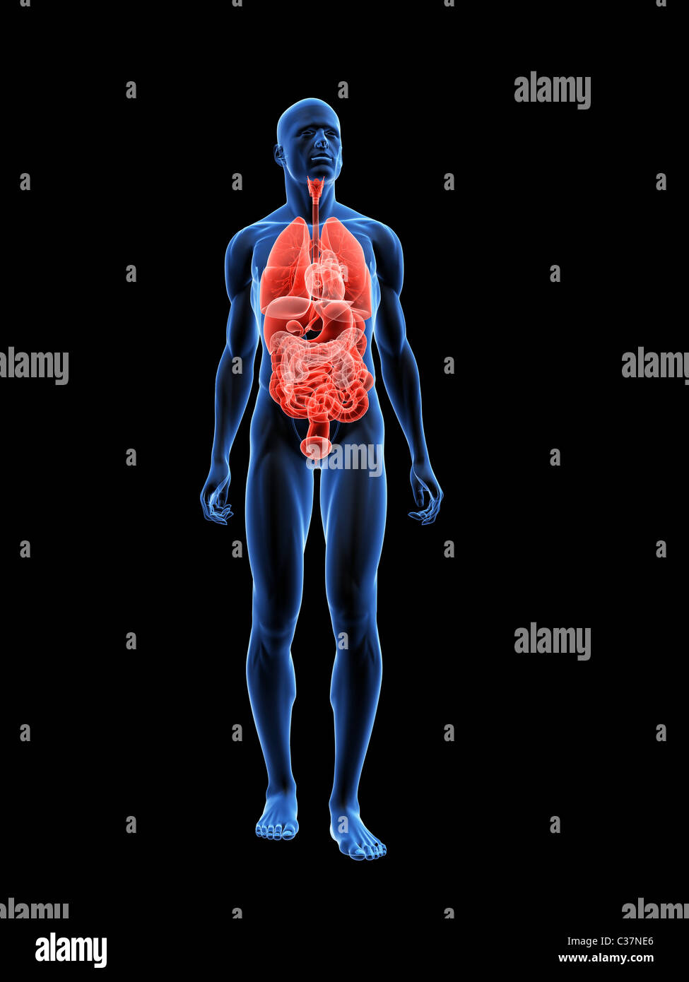 Human Body Graphic High Resolution Stock Photography and Images - Alamy