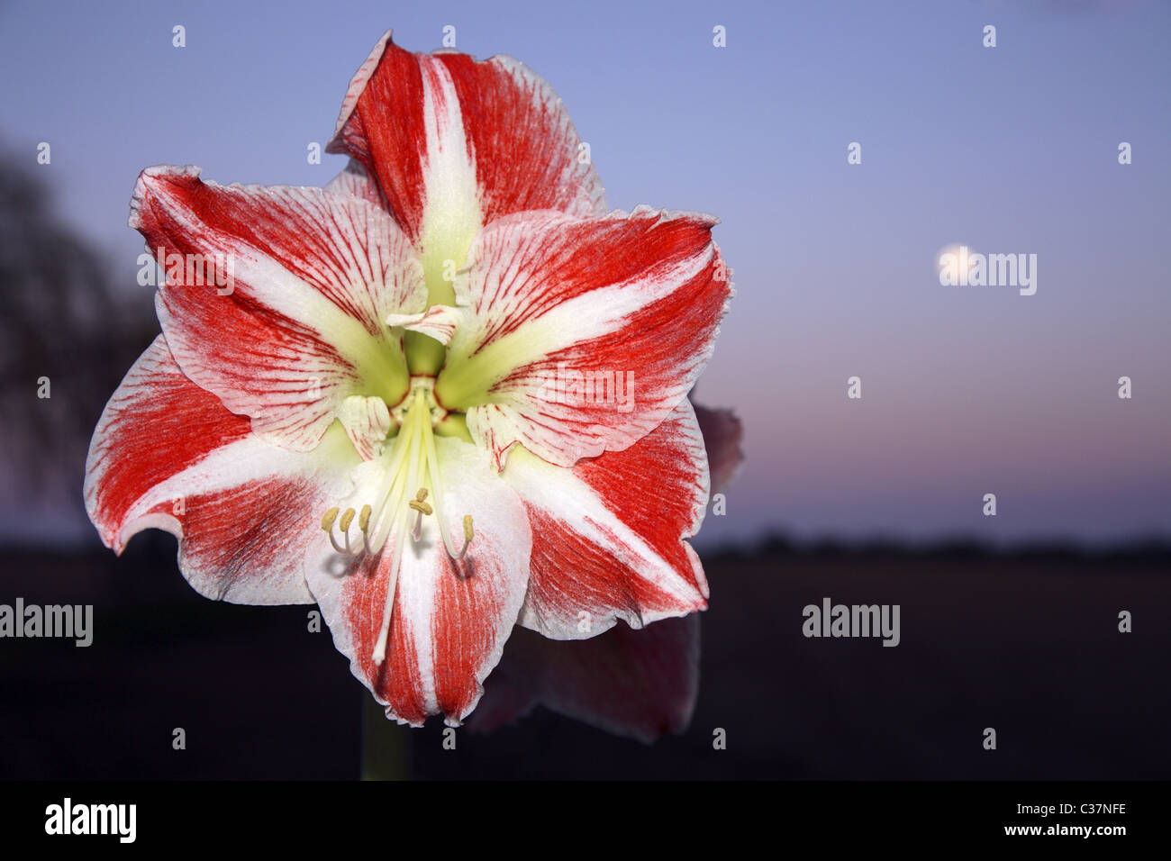 Amaryllis flower with sky and moon in the background Stock Photo - Alamy