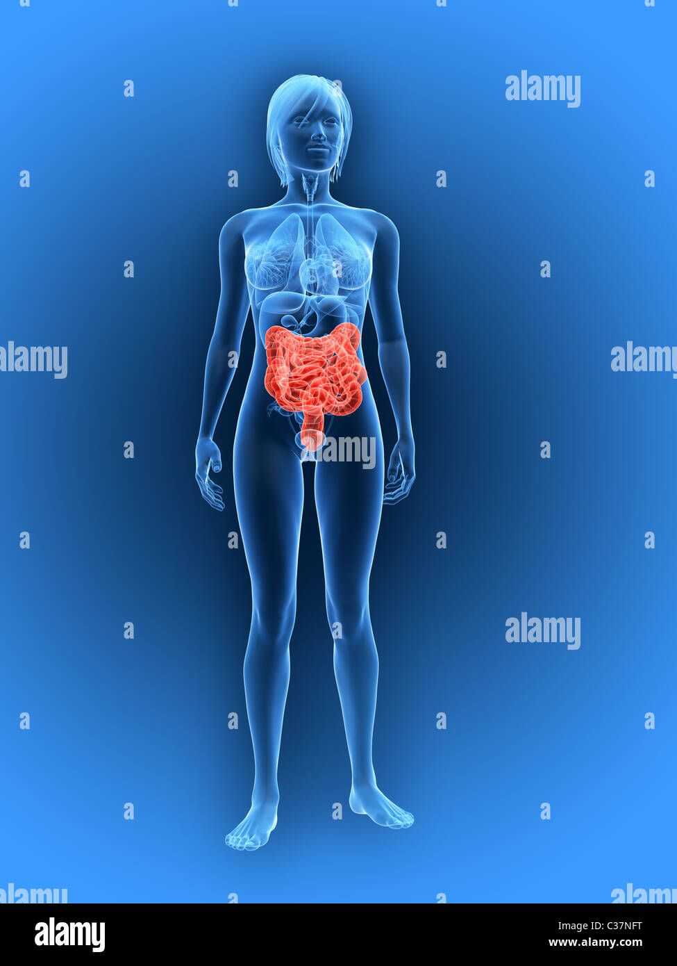 Female intestines hi-res stock photography and images - Alamy