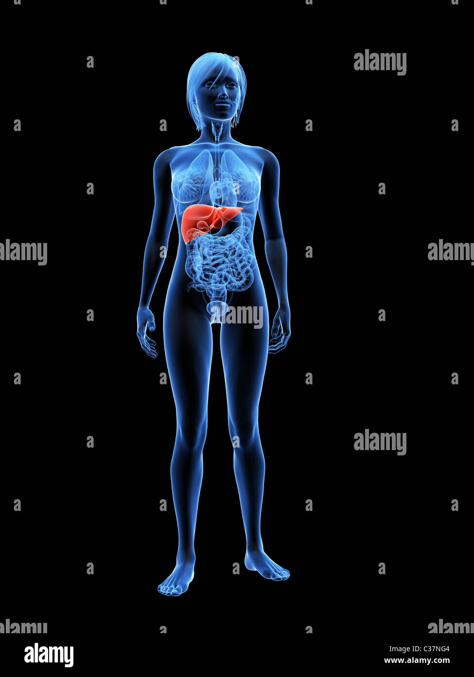 Female liver hi-res stock photography and images - Alamy