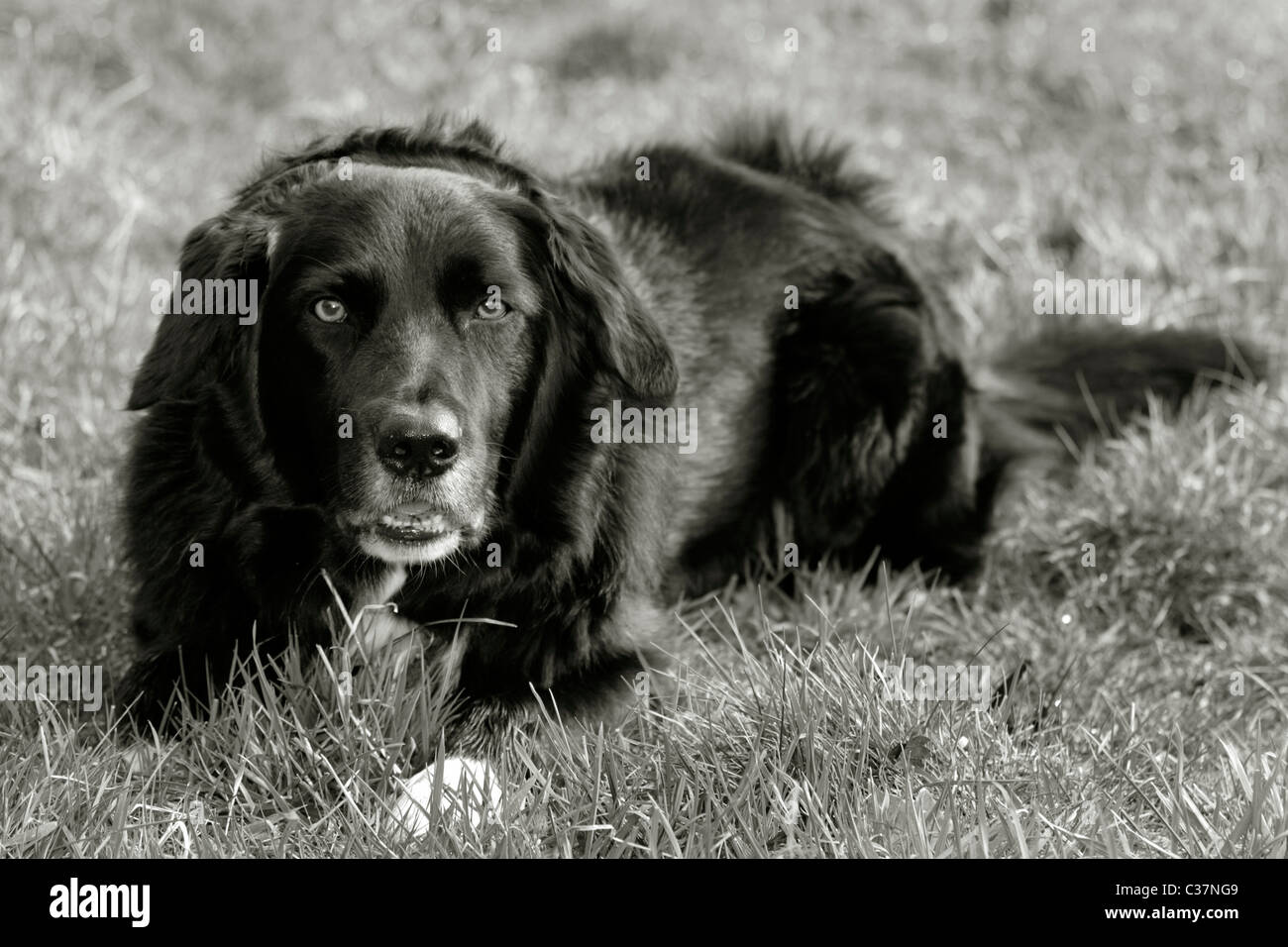 Border collie cross Labrador in grass field, England , UK Stock Photo ...