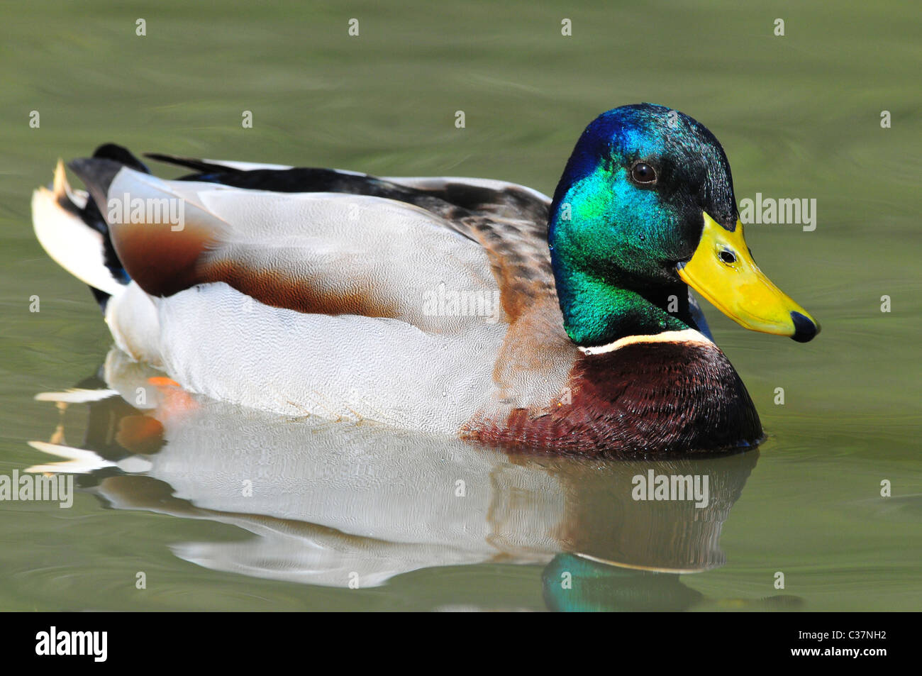 Drake male duck hi-res stock photography and images - Alamy