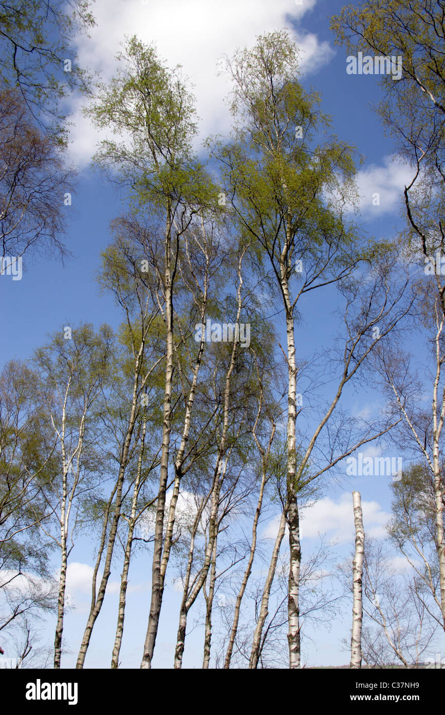 Silver birch trees betula hi-res stock photography and images - Alamy