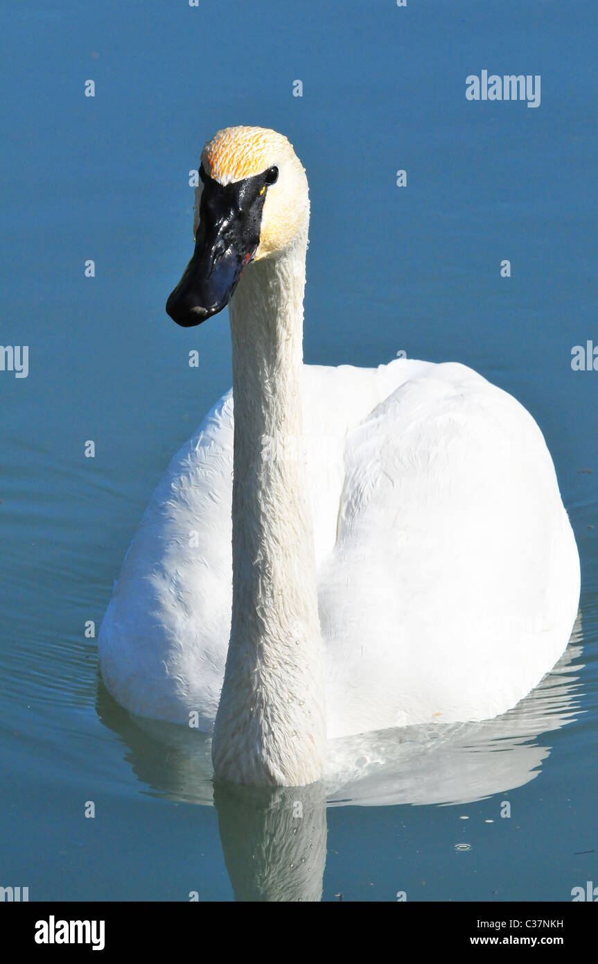 Trumpeter swan swimming hi-res stock photography and images - Alamy