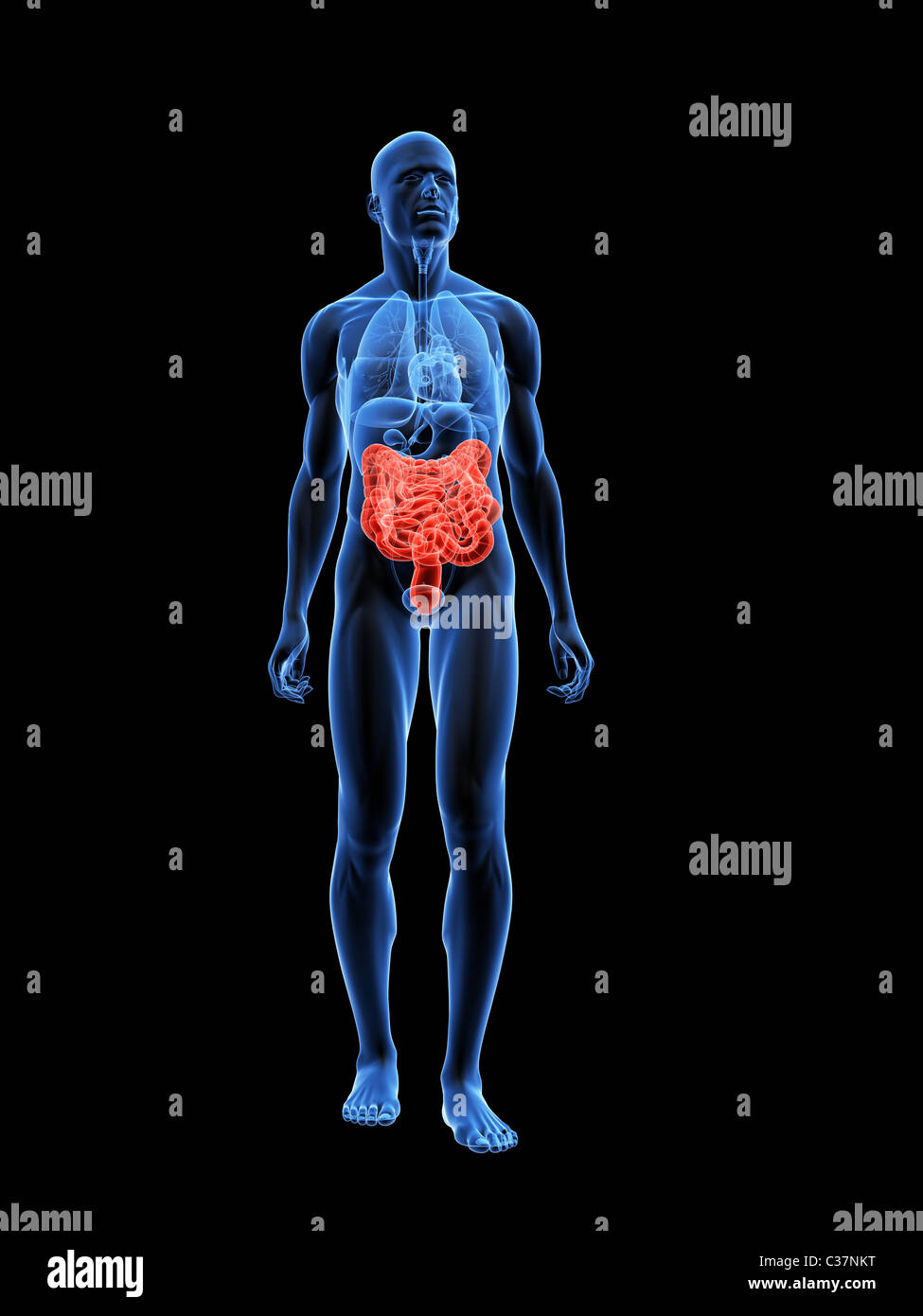 human small intestines and colon Stock Photo - Alamy