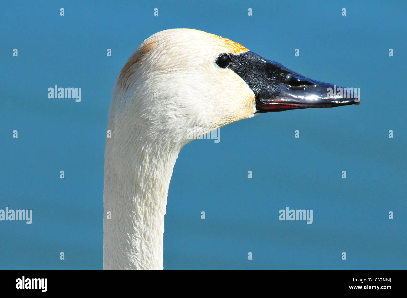 Swan head shot hi-res stock photography and images - Alamy