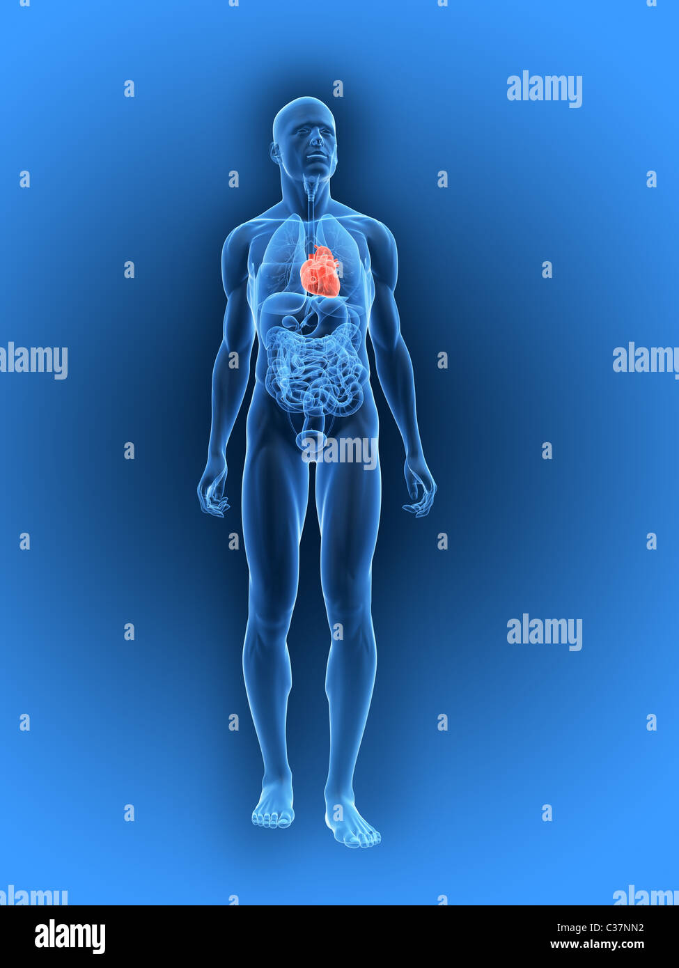 Nerves human heart hi-res stock photography and images - Alamy