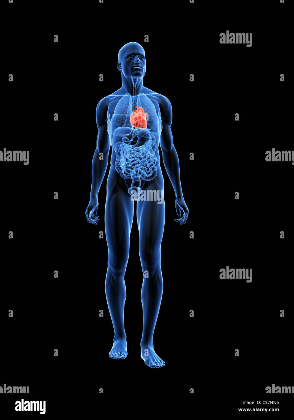 Human heart illustration hi-res stock photography and images - Alamy