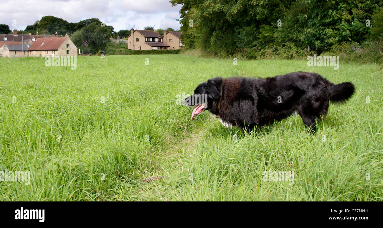Border collie cross labrador dog in grass field, England , UK Stock ...