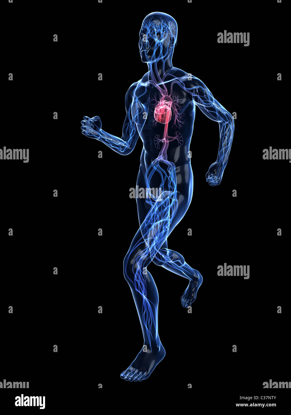 Male vascular system hi-res stock photography and images - Alamy