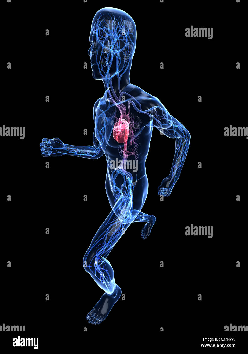 Male vascular system hi-res stock photography and images - Alamy