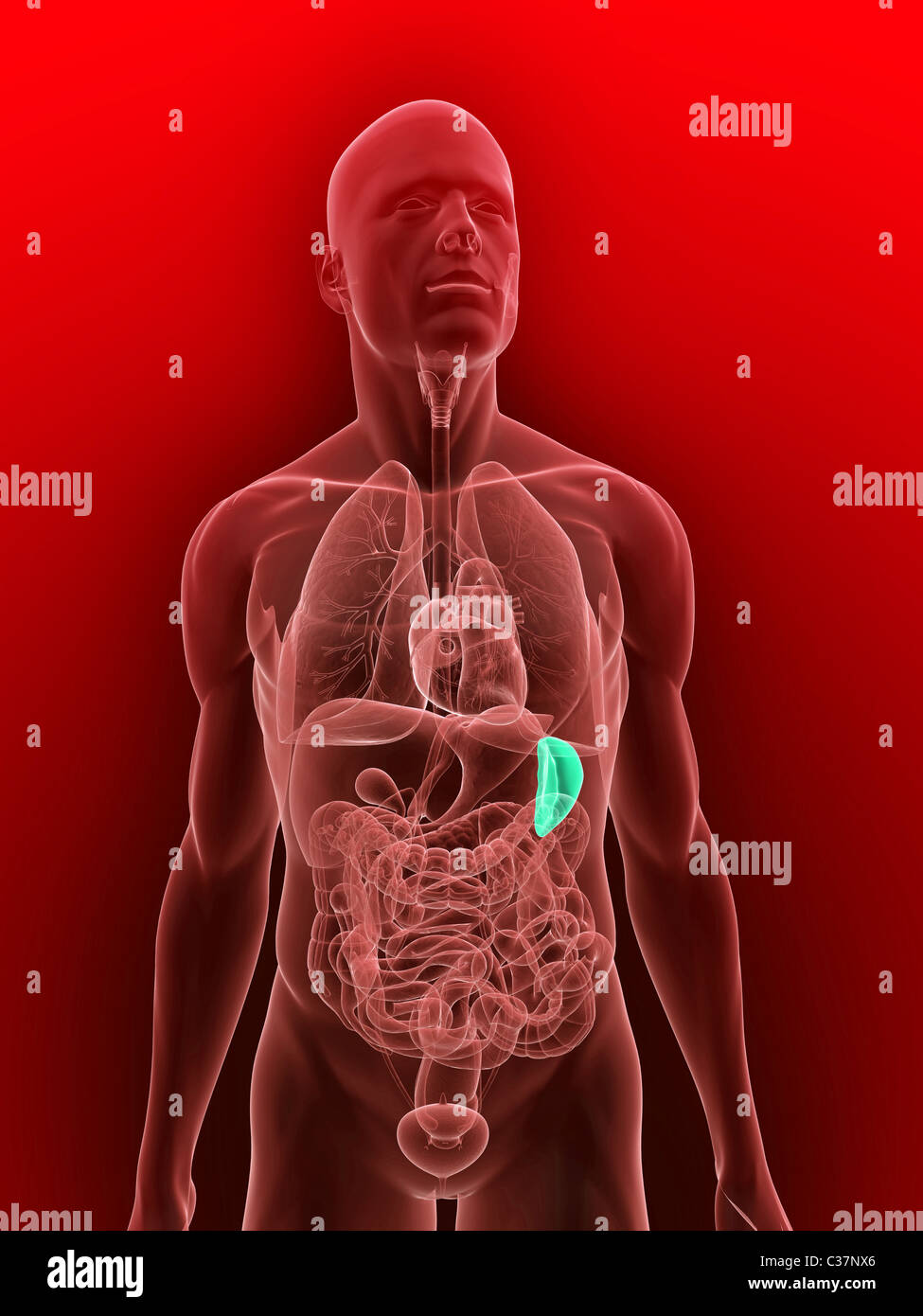 Human spleen hi-res stock photography and images - Alamy