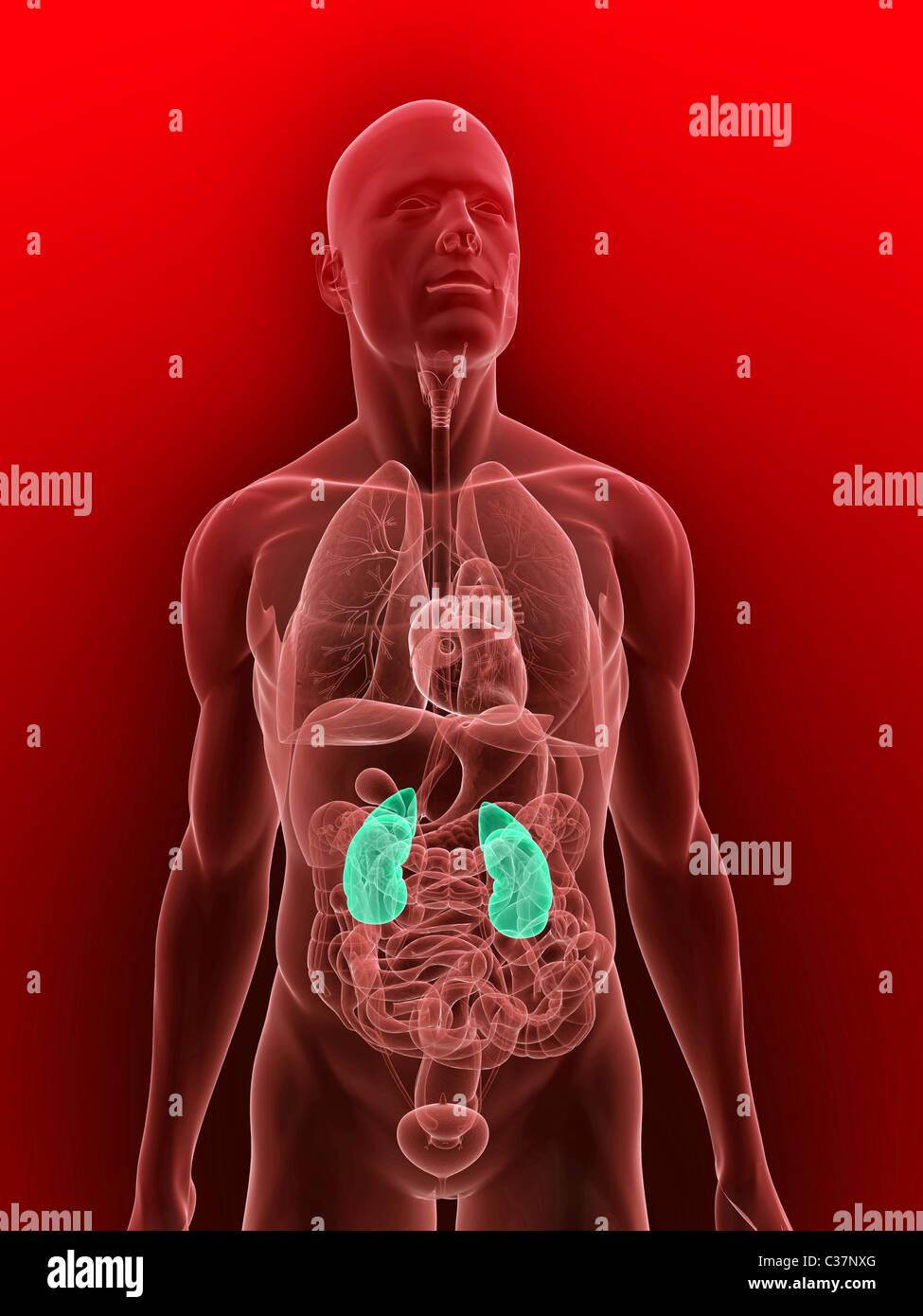 Kidneys hi-res stock photography and images - Alamy