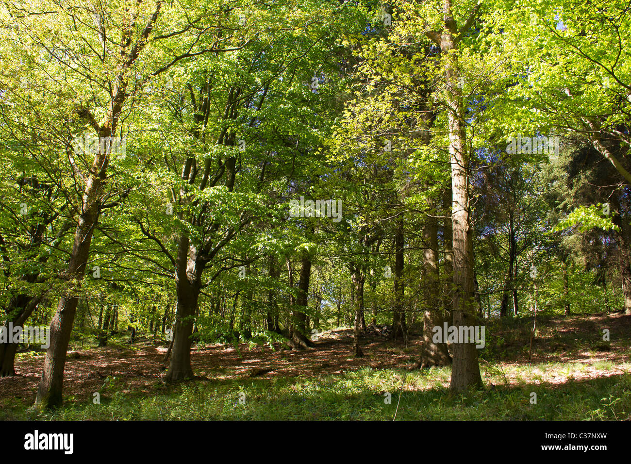 A mix of trees with new leaves on a lovely Spring morning Stock Photo ...