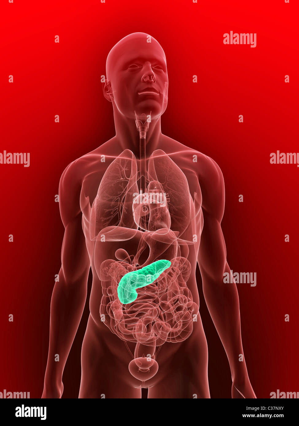 Human pancreas hi-res stock photography and images - Alamy