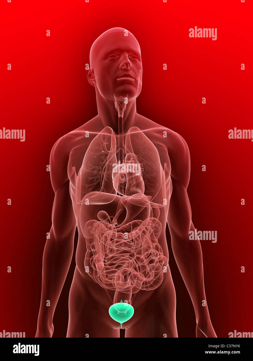 Human bladder illustration hi-res stock photography and images - Alamy