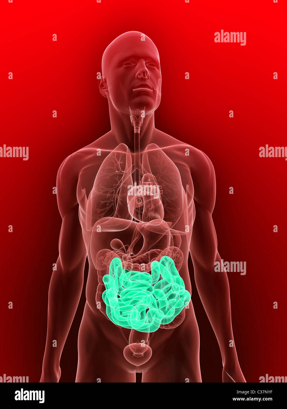 Male Intestines High Resolution Stock Photography and Images - Alamy
