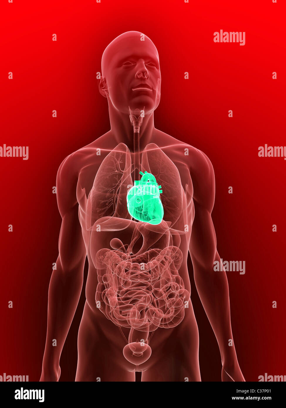 Nerves human heart hi-res stock photography and images - Alamy