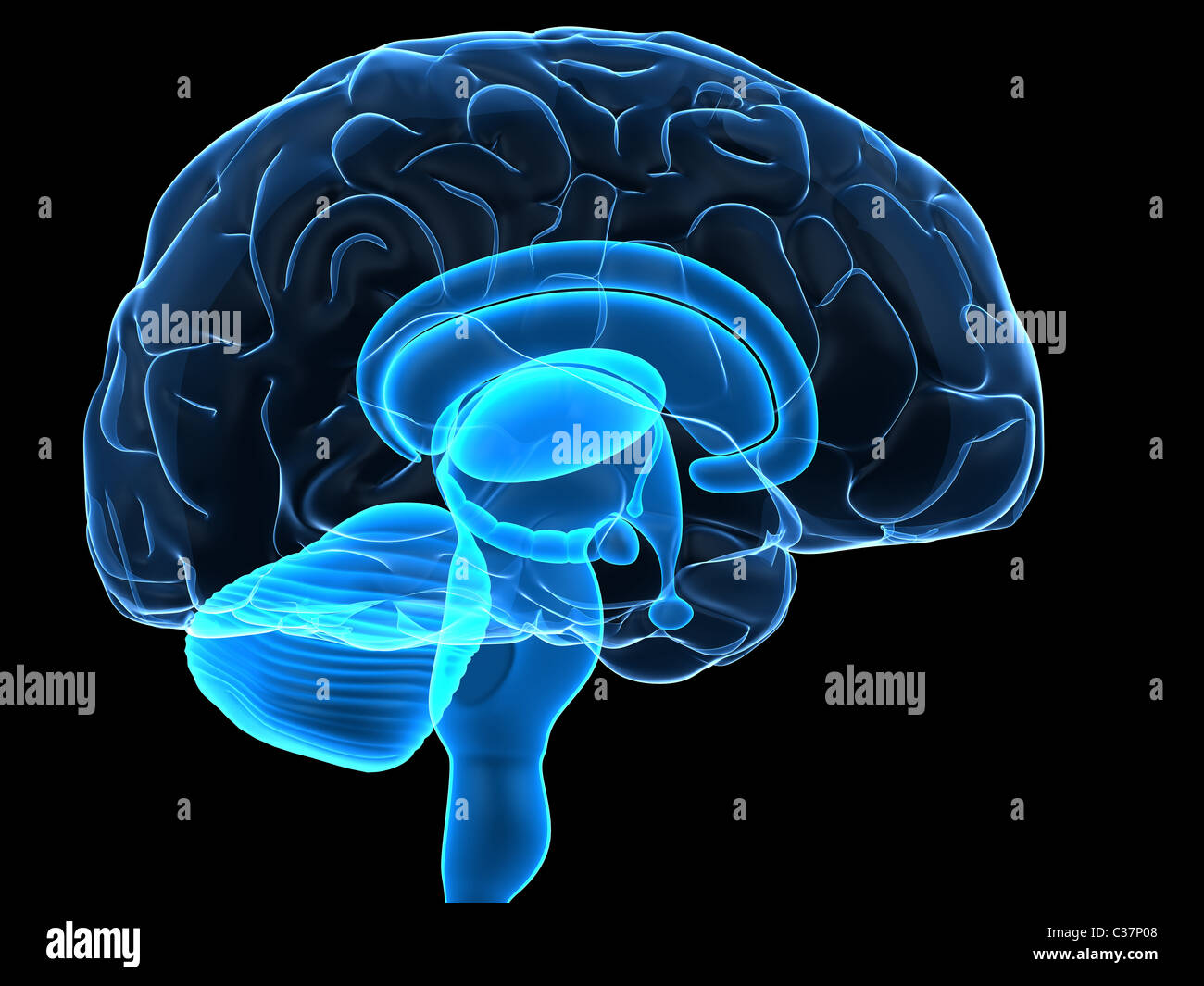 Human brain hi-res stock photography and images - Alamy