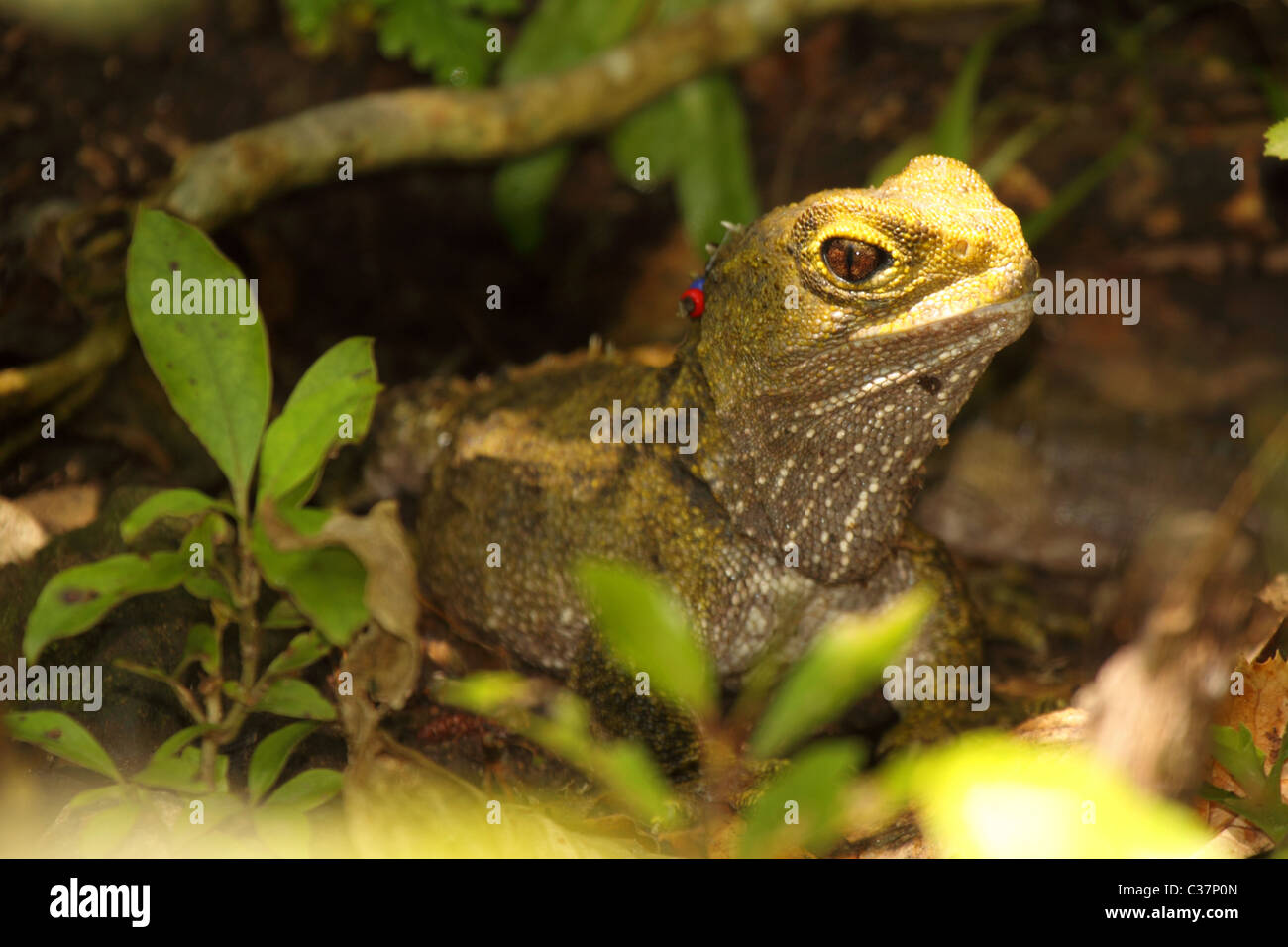 Tuatara eye hi-res stock photography and images - Alamy