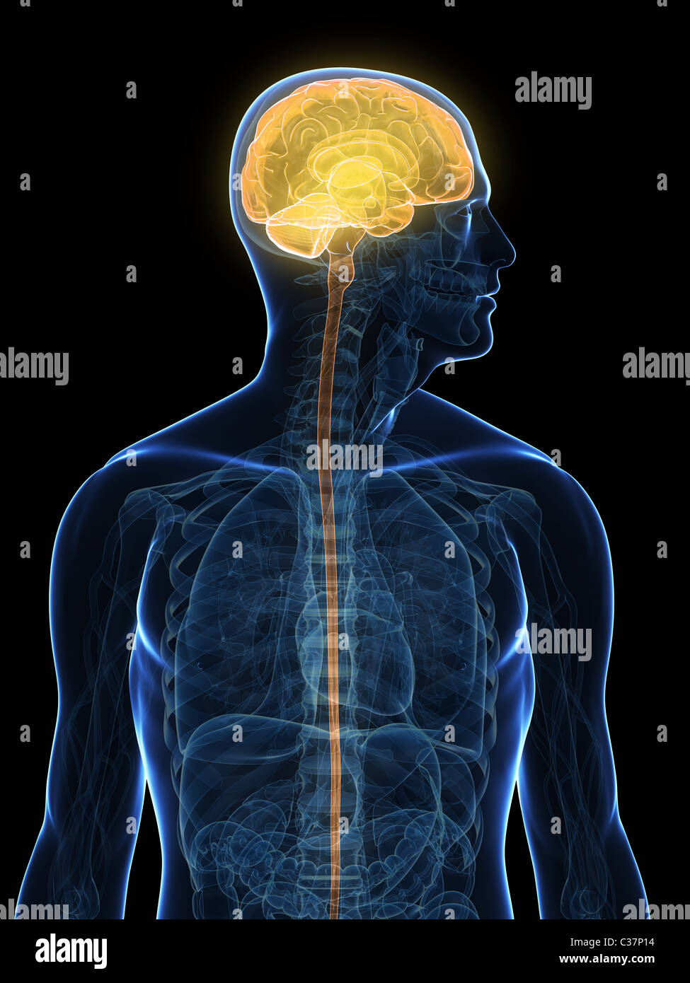 Inside human body hi-res stock photography and images - Alamy