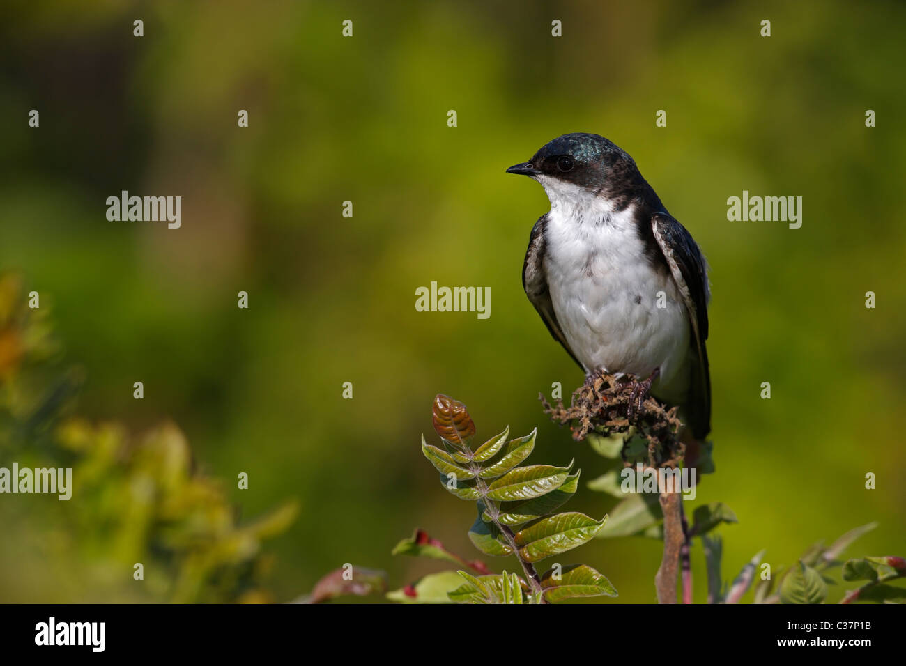 Tree Swallow (Tachycineta bicolor), male Stock Photo - Alamy