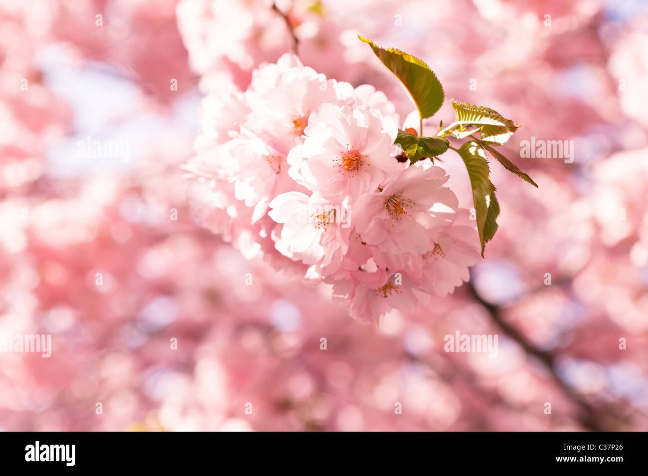 japanese cherry tree Stock Photo - Alamy