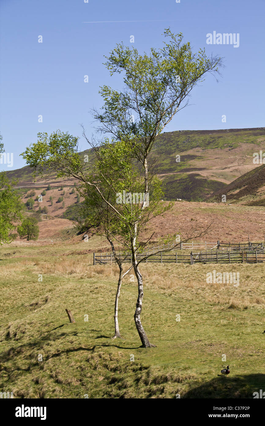 Spindly tree hi-res stock photography and images - Alamy