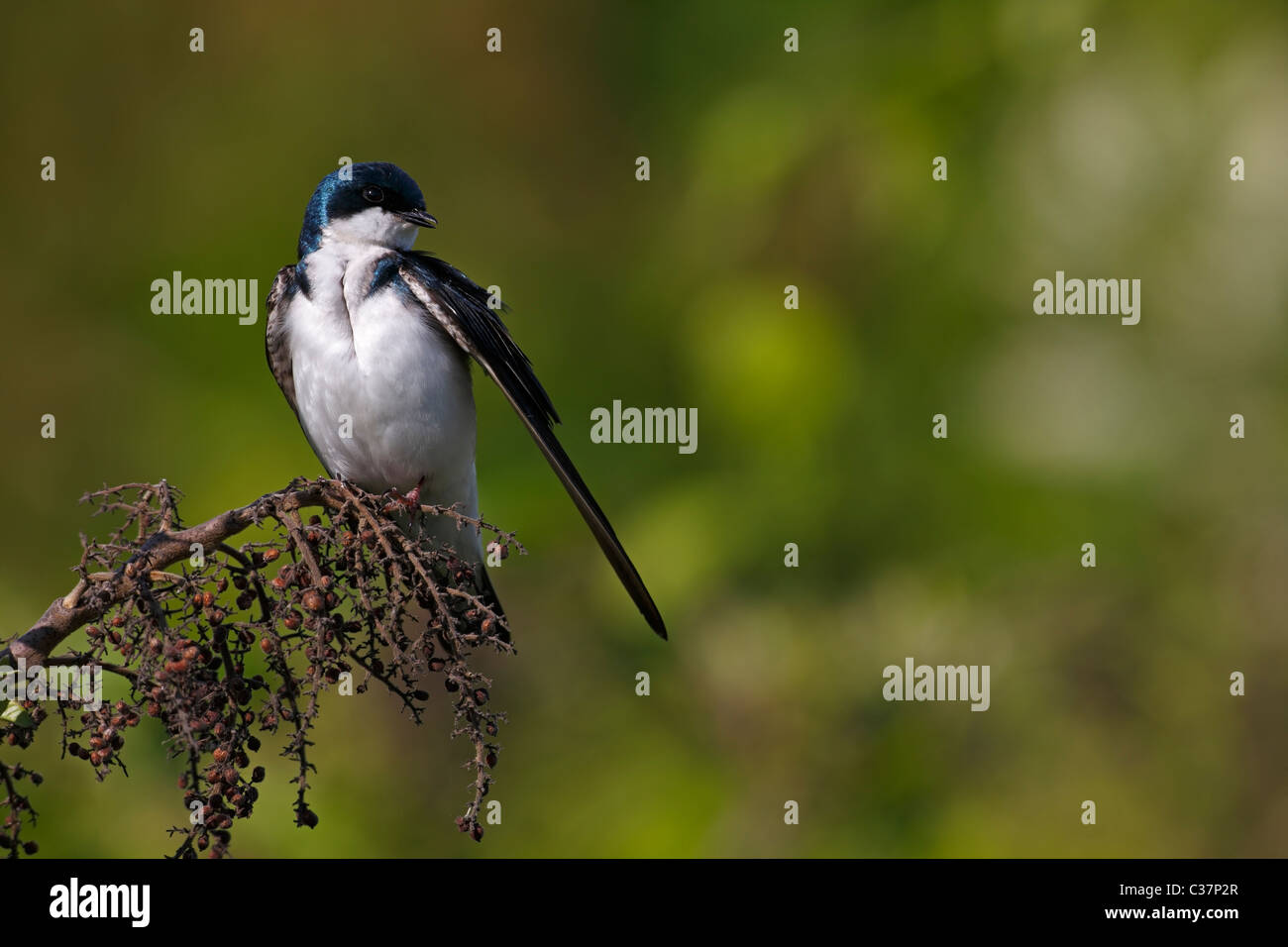 Tree Swallow (Tachycineta bicolor), male preening with outstretched ...