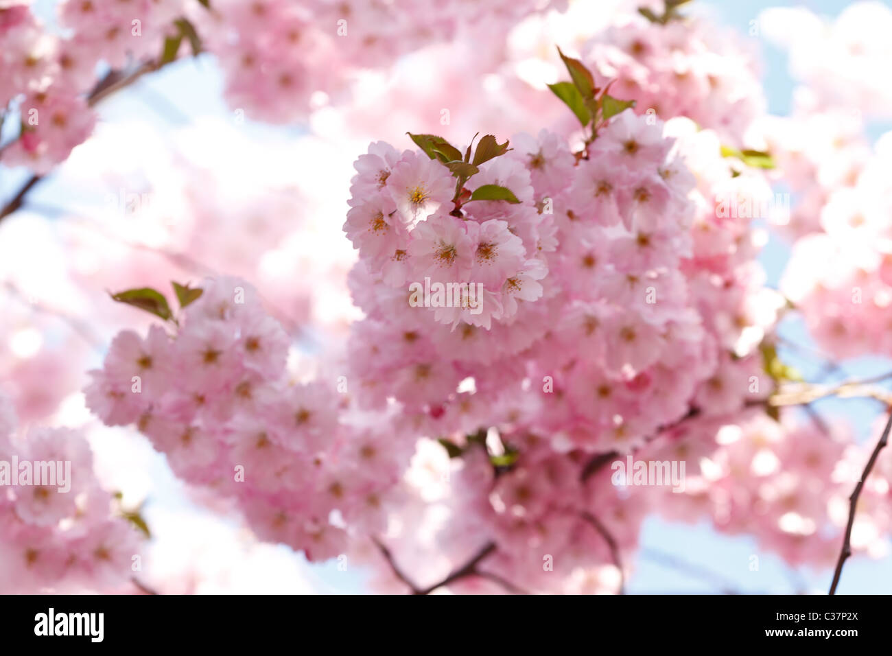 japanese cherry tree Stock Photo - Alamy