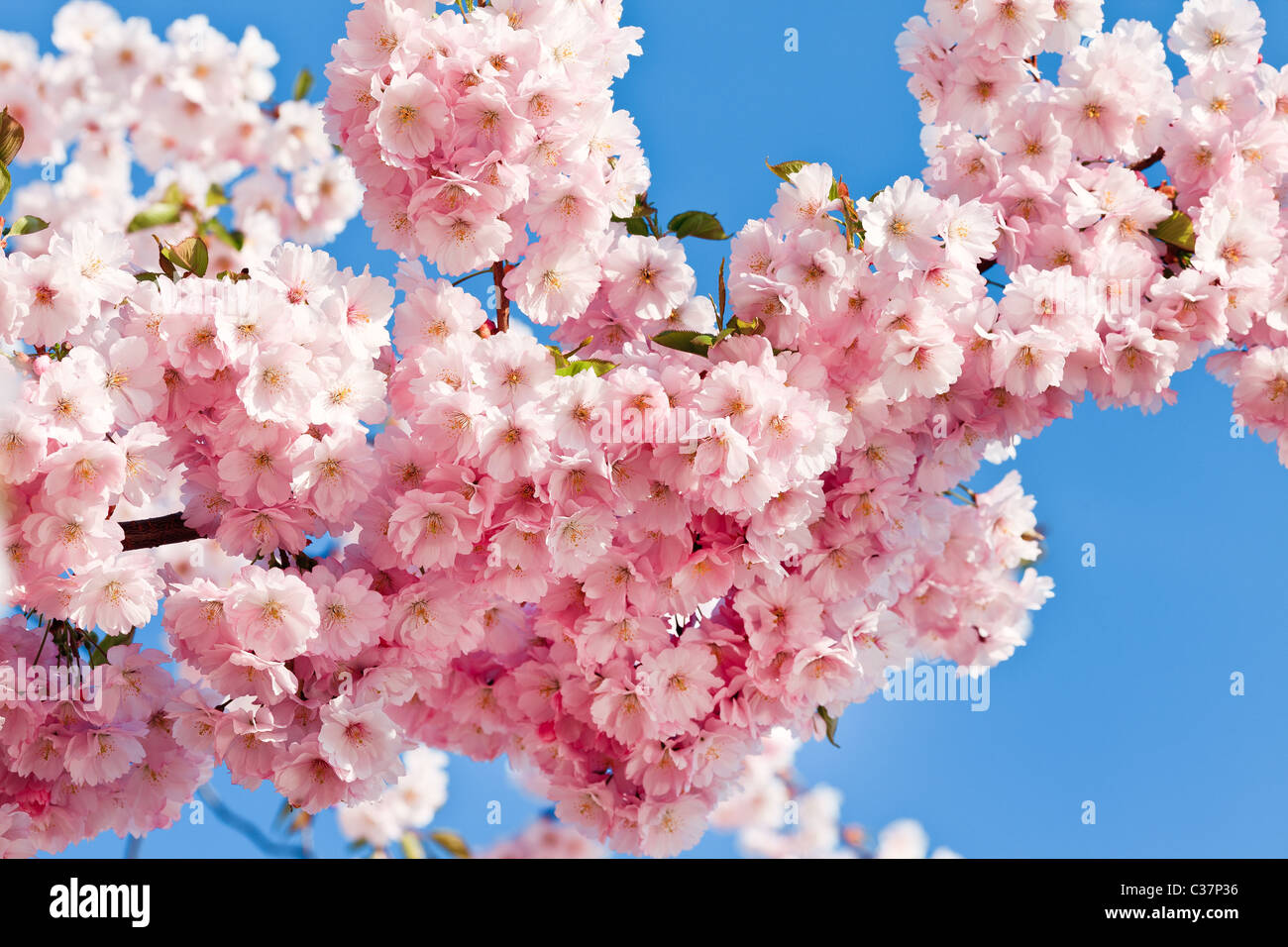 japanese cherry tree Stock Photo - Alamy