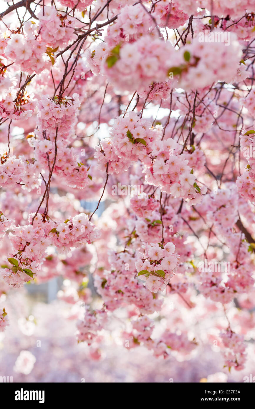 japanese cherry tree Stock Photo - Alamy