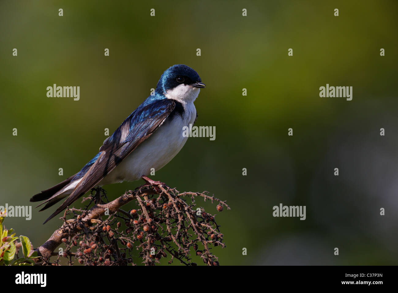Tree Swallow (Tachycineta bicolor), male stretching wing Stock Photo ...